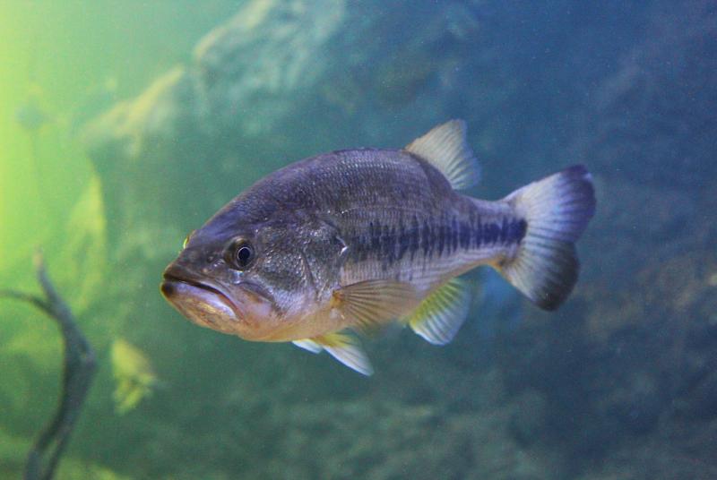 Visitor Education Center | Mississippi Department of Wildlife, Fisheries, and Parks